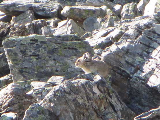 Mount Goodsir, North Tower | Steven's Peak-bagging Journey