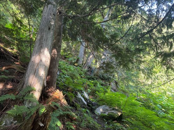 Mount Odin [BC] | Steven's Peak-bagging Journey