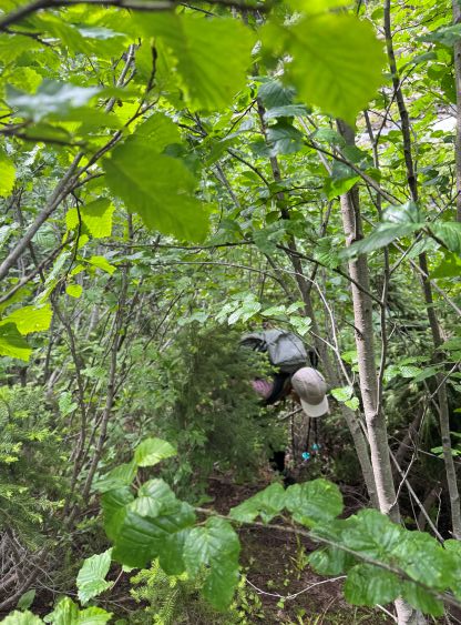 Mount Odin [BC] | Steven's Peak-bagging Journey